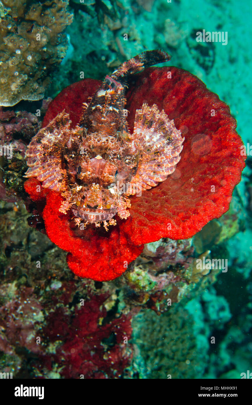 A colorful scorpion fish on hard red coral macro in Cebu Philippines ...