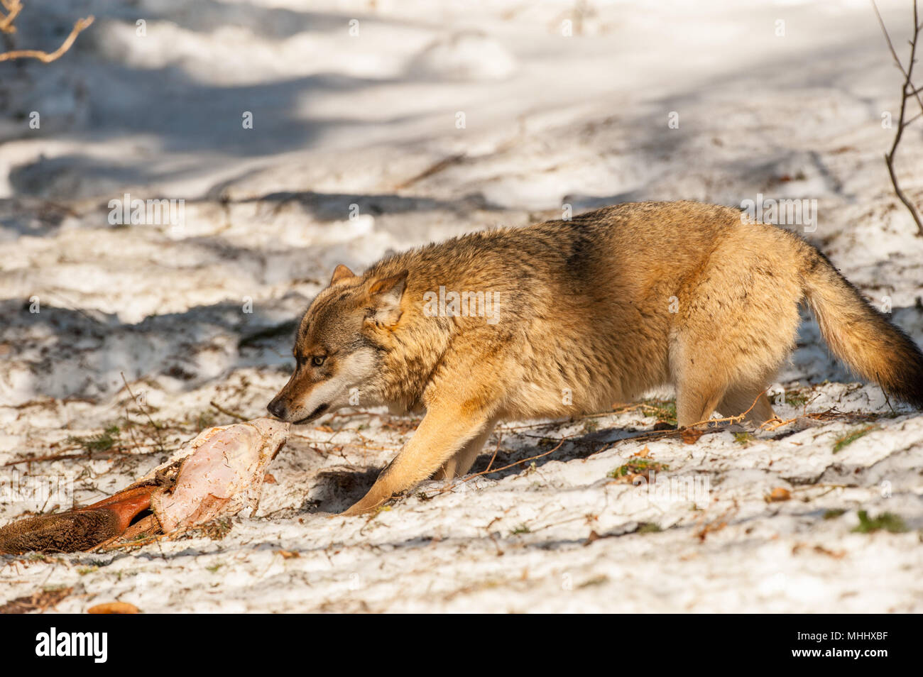 wolf while eating in the snow background Stock Photo - Alamy