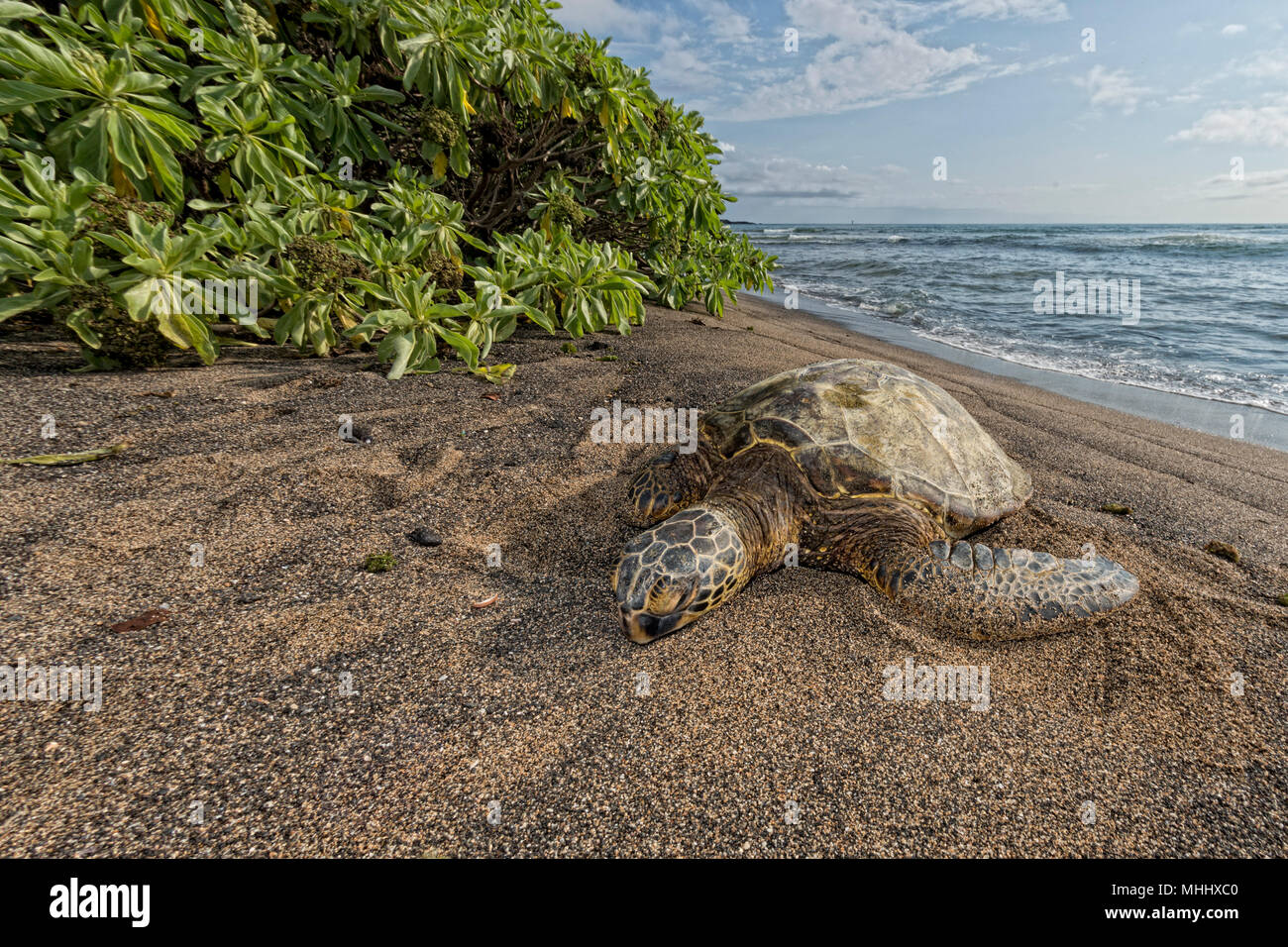 Eastern pacific green turtle hi-res stock photography and images - Alamy