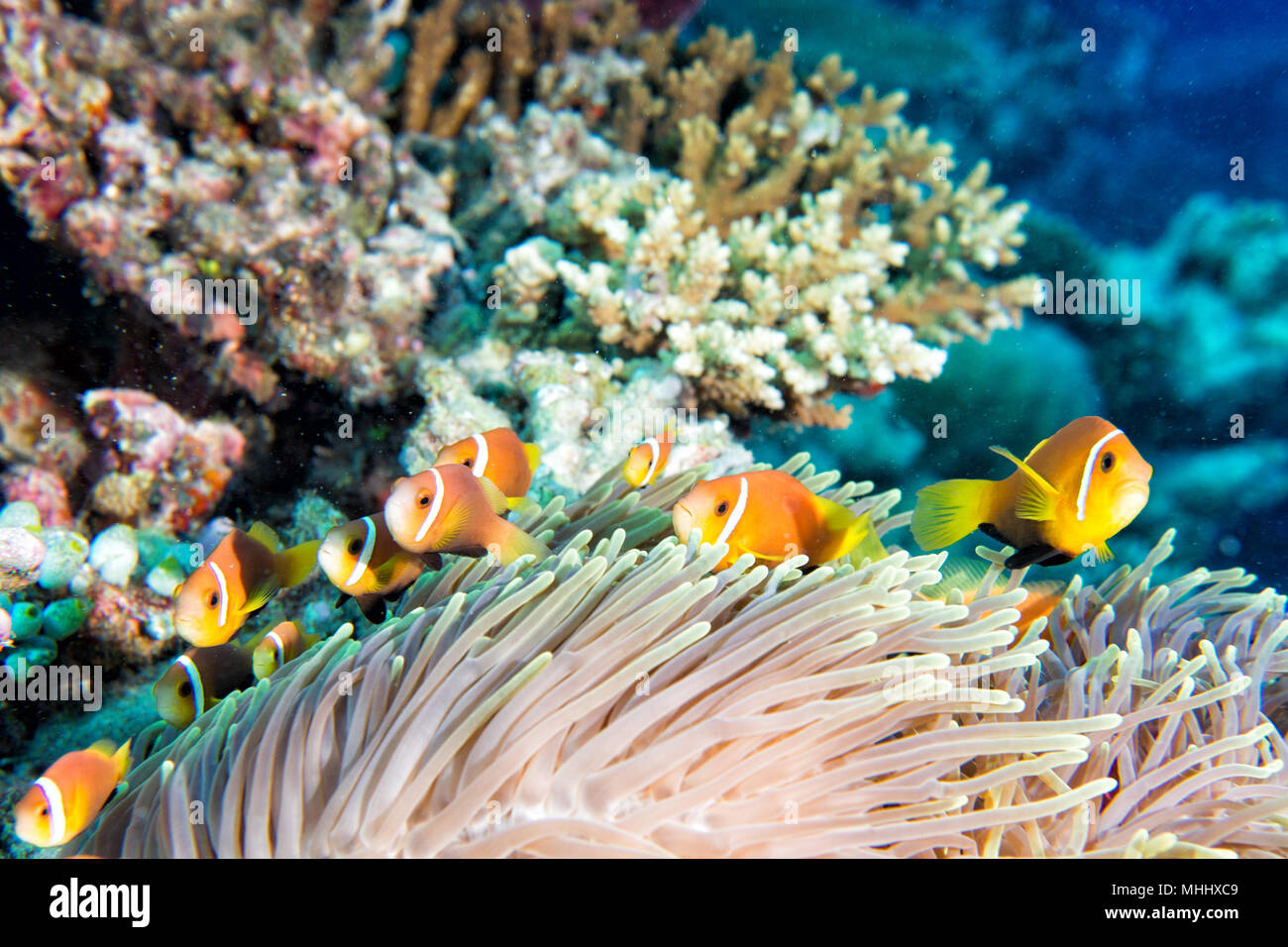 Clown fish family inside red anemone Stock Photo - Alamy