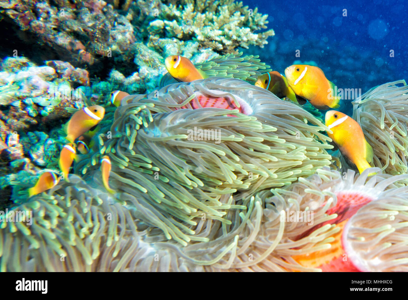 Clown fish family hi-res stock photography and images - Alamy