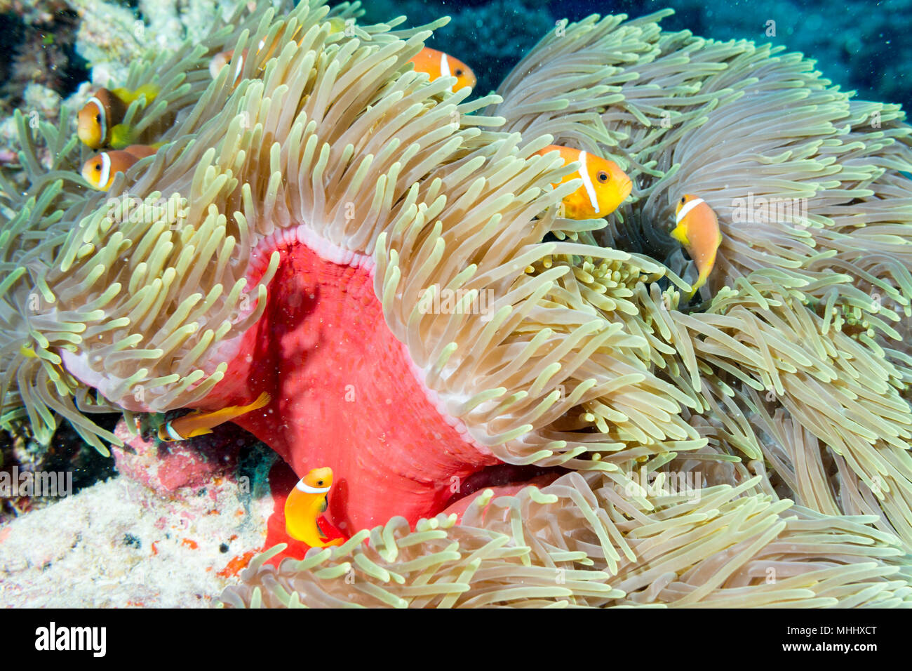 Clown fish family hi-res stock photography and images - Alamy