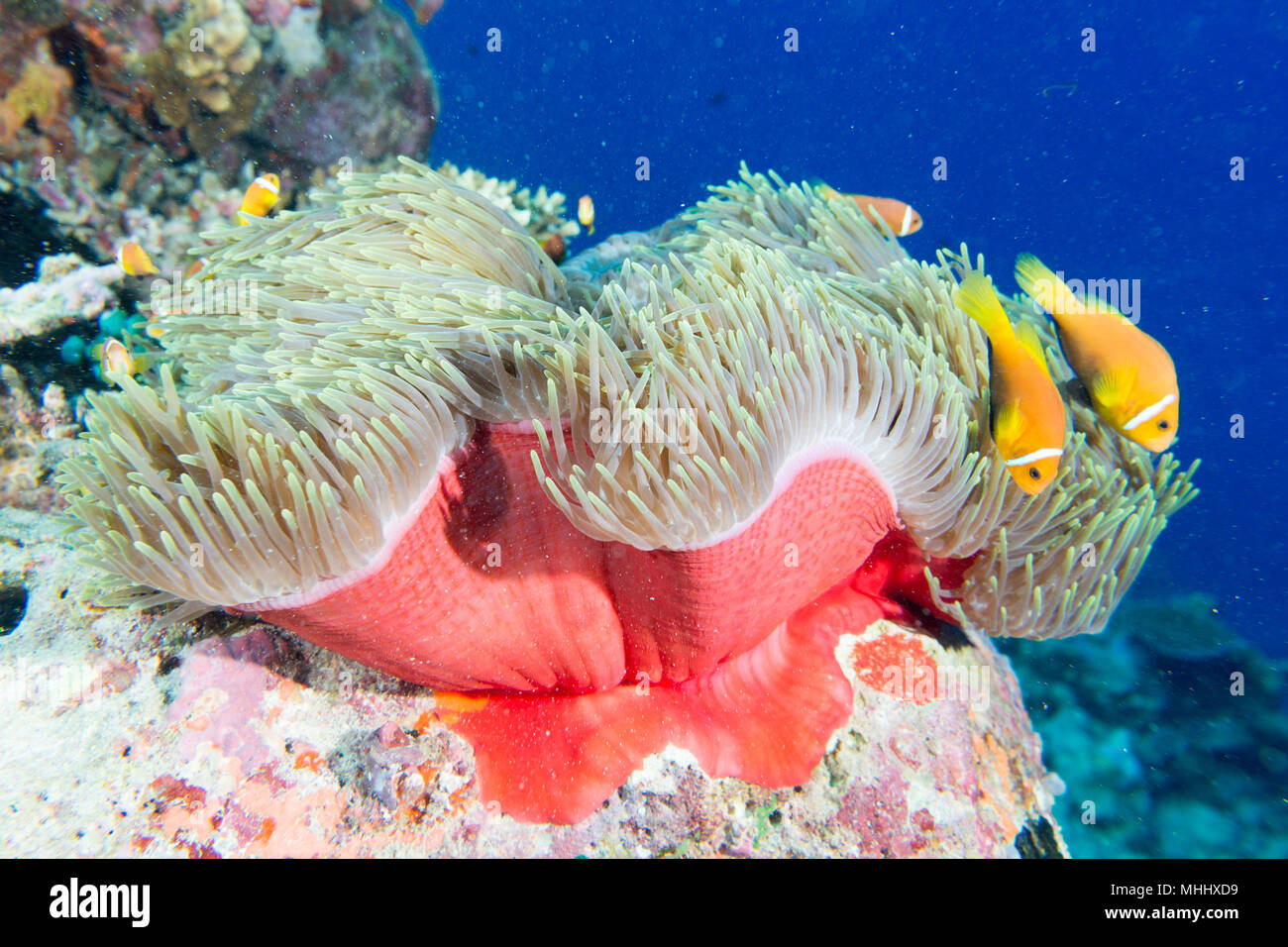 Clown fish family hi-res stock photography and images - Alamy