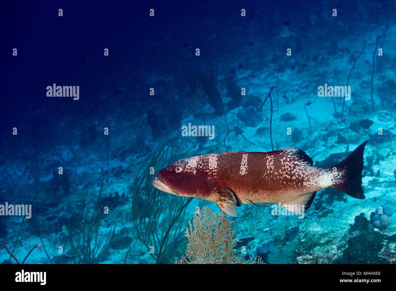 Oceanic colorful red grouper on the reef background Stock Photo - Alamy