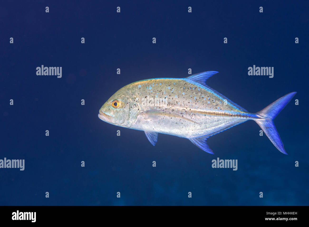 Giant trevally fish silhouette hi-res stock photography and images - Alamy