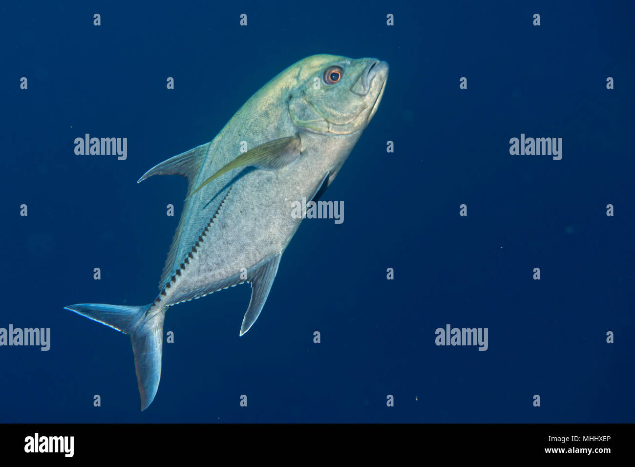 Giant trevally caranx fish on the black night dive background Stock ...
