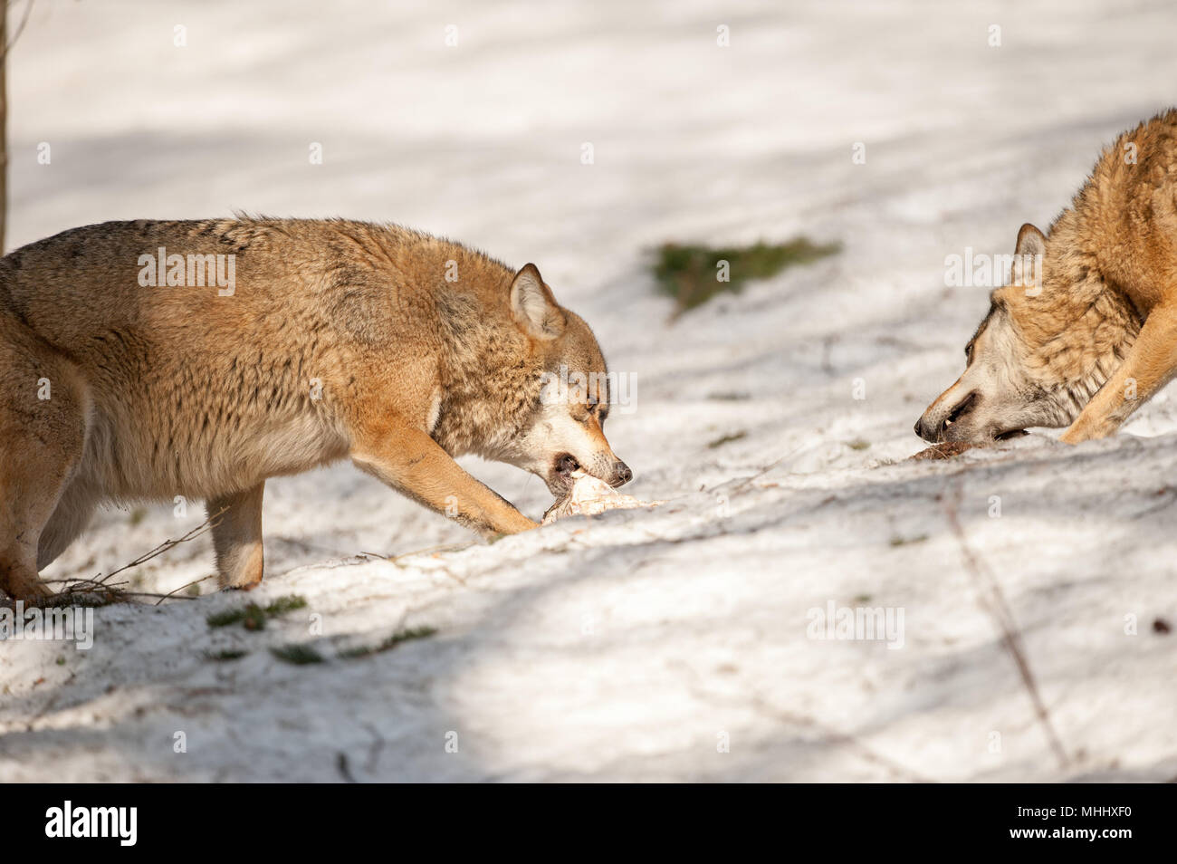 wolf while eating in the snow background Stock Photo - Alamy