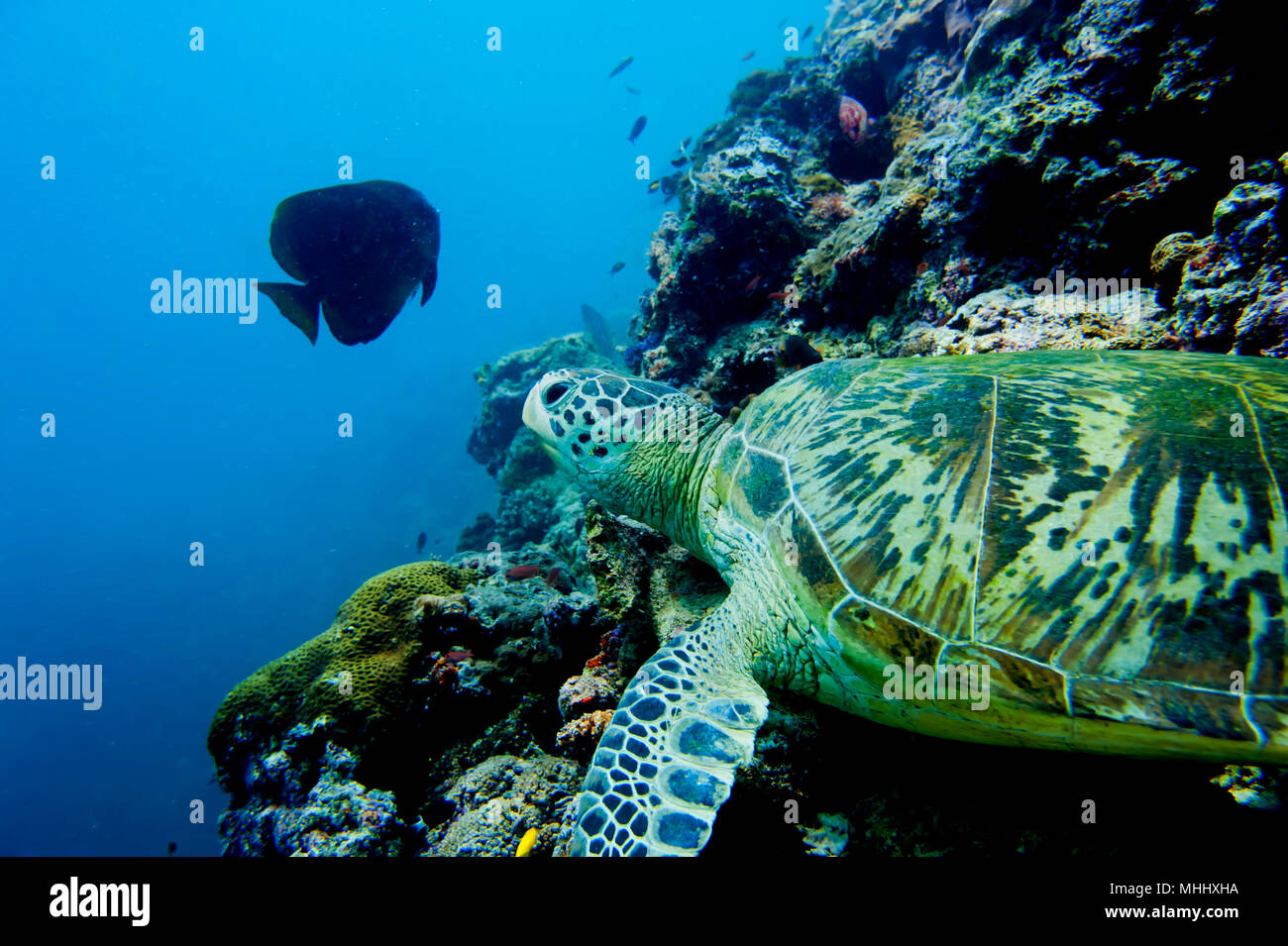 Moray eel in sipadan hi-res stock photography and images - Alamy