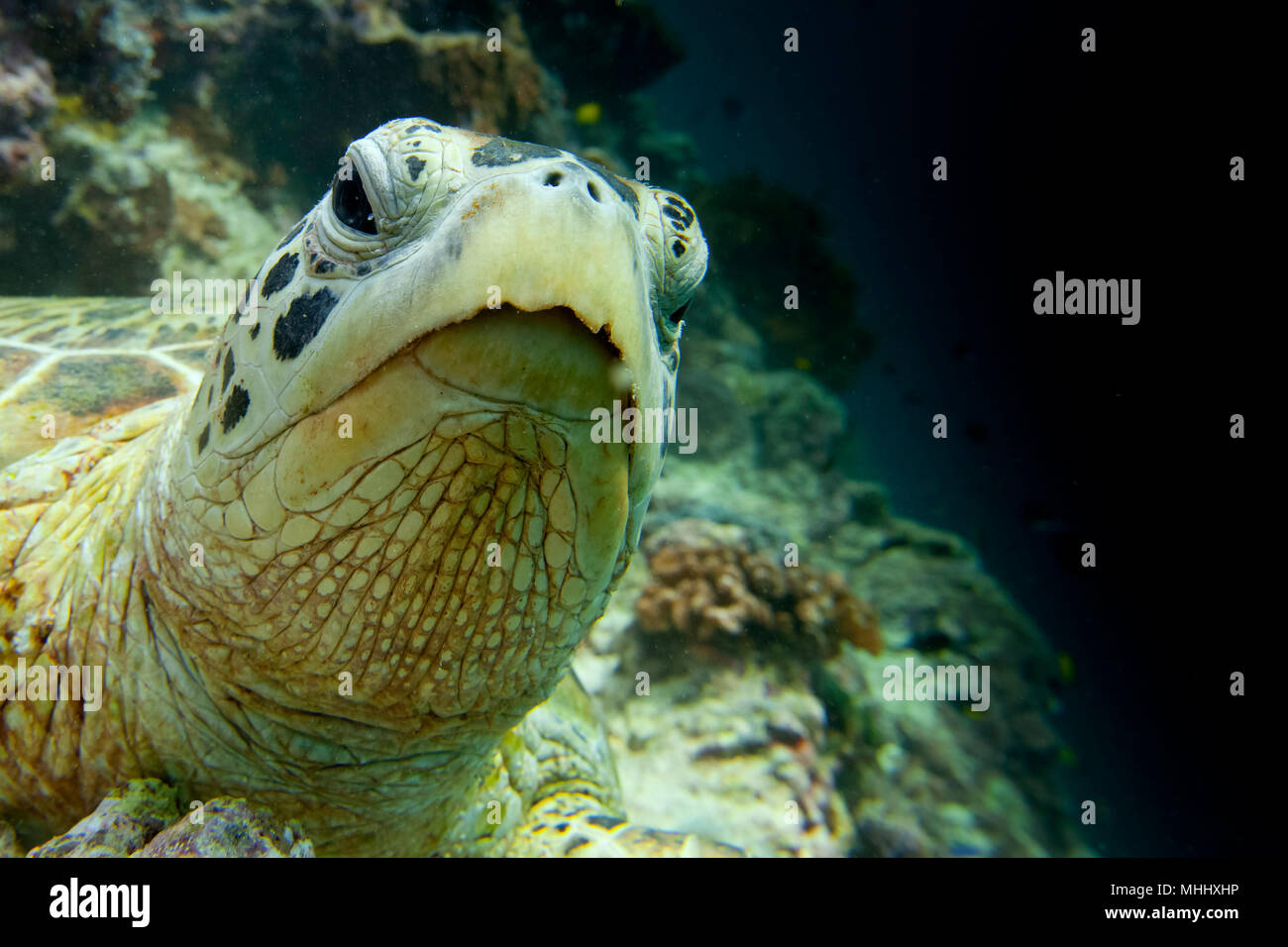 A sea Turtle portrait close up while looking at you in the black ...