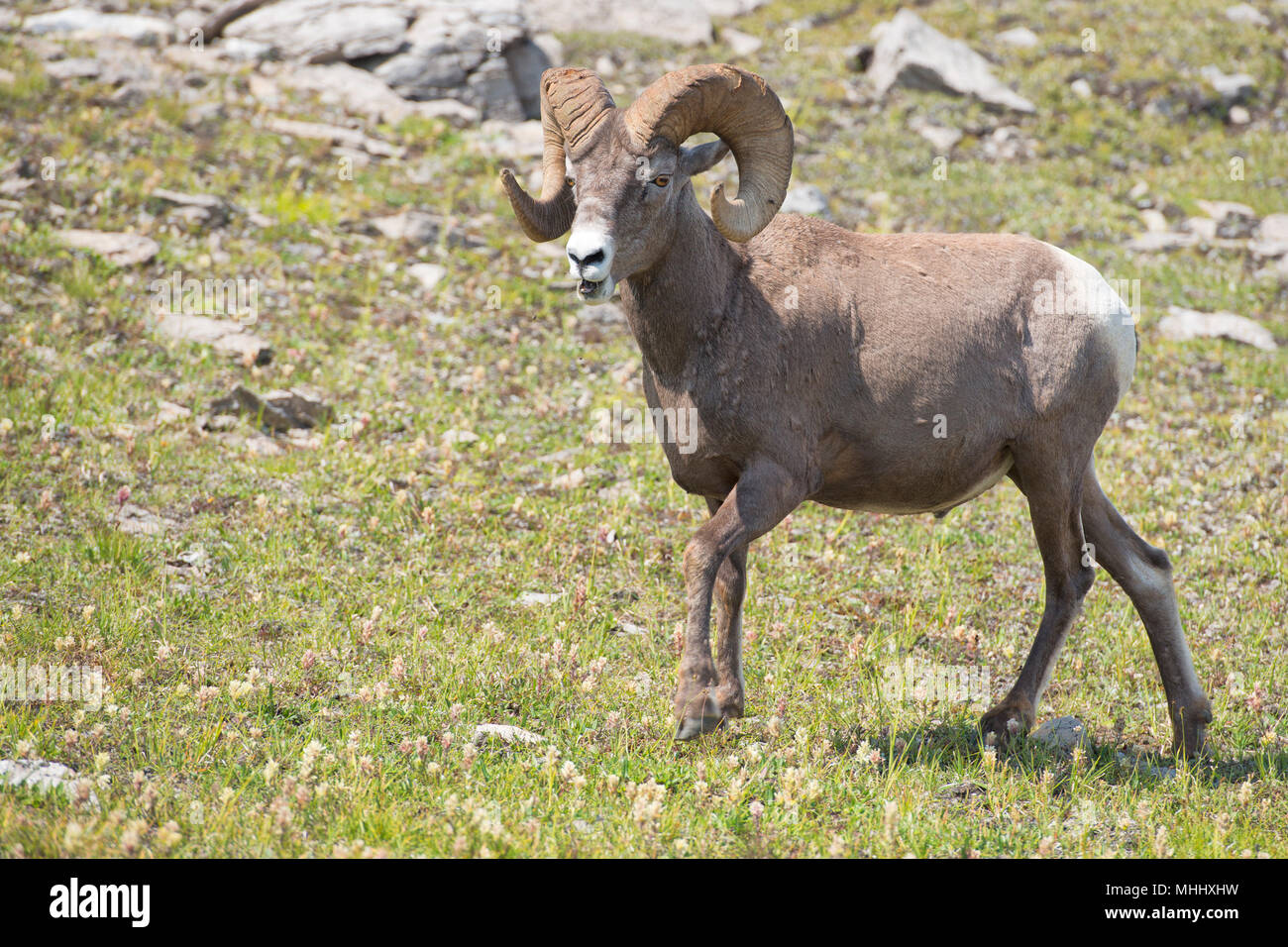 Big Horn Sheep Ovis canadensis portrait on the mountain background ...