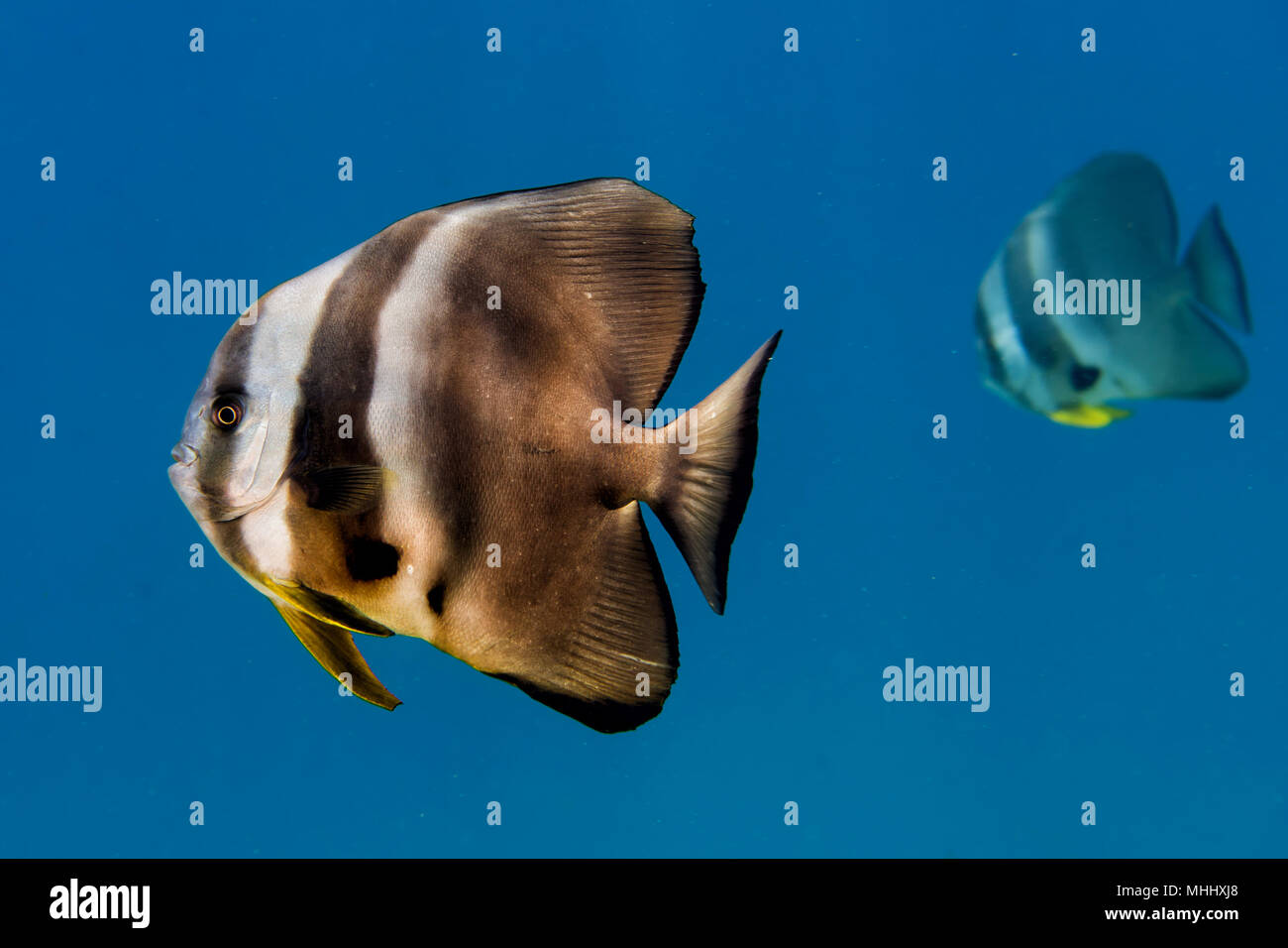 Bat ray underwater hi-res stock photography and images - Alamy