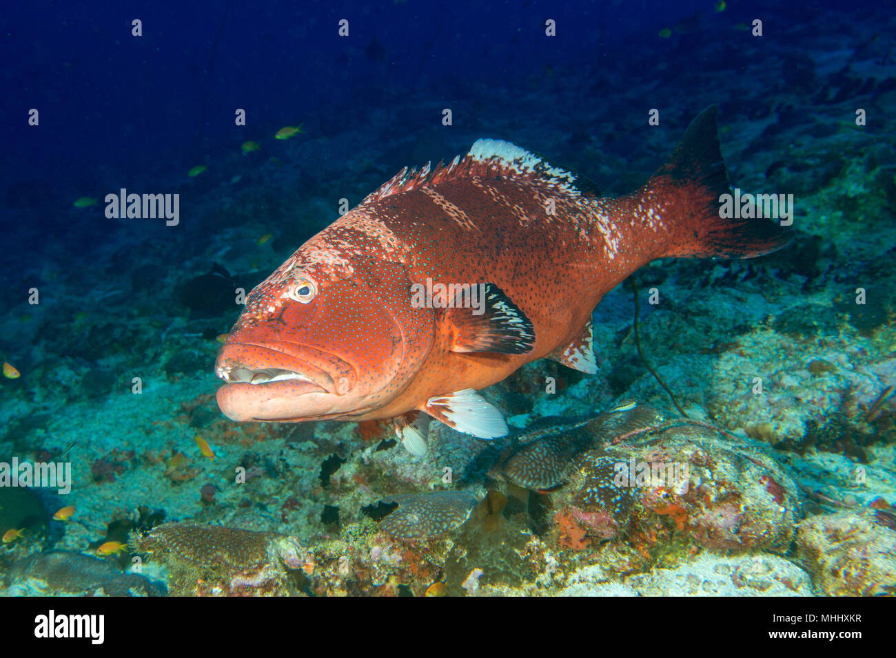 Oceanic colorful red grouper on the reef background Stock Photo - Alamy