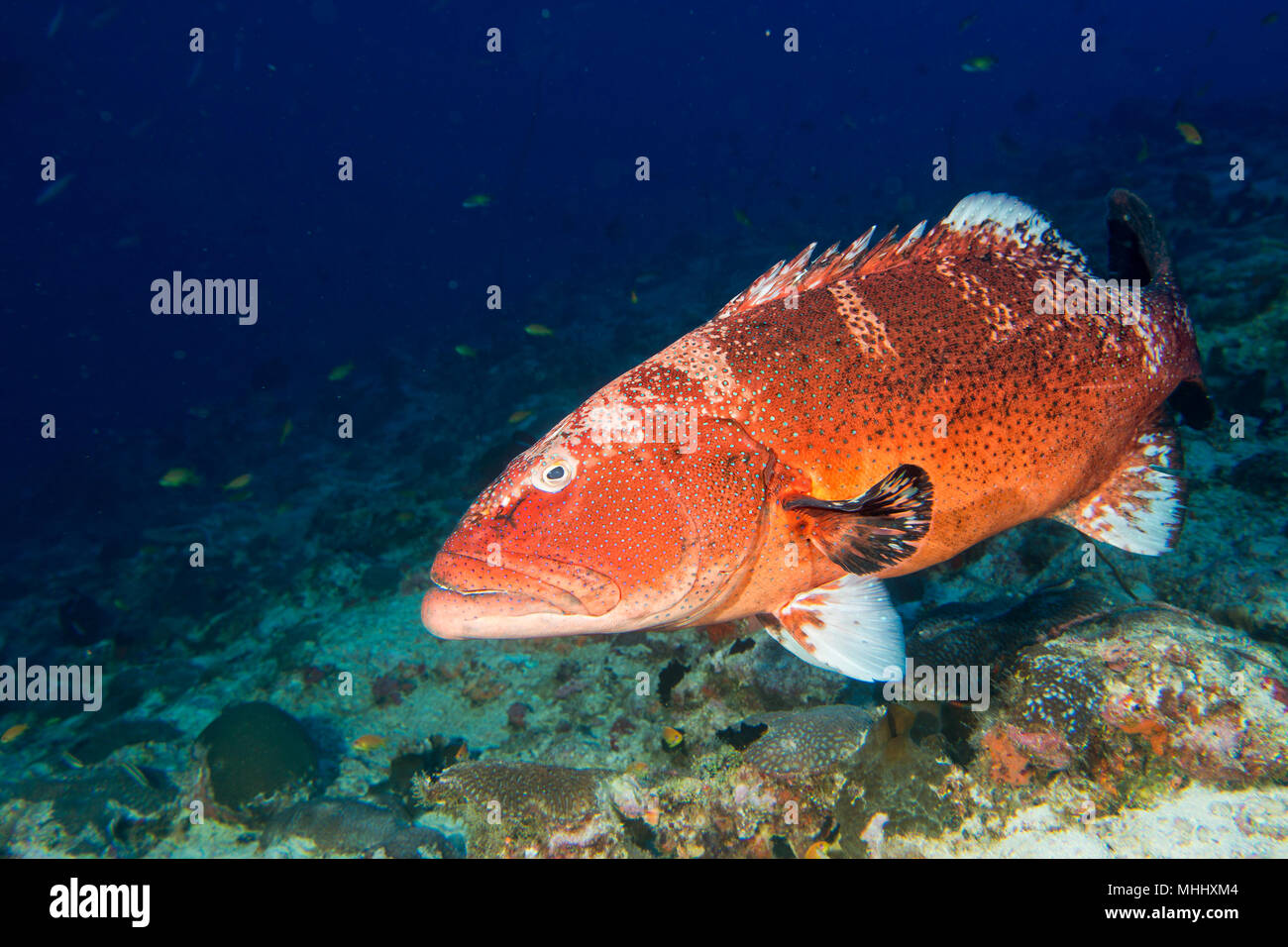 Oceanic colorful red grouper on the reef background Stock Photo - Alamy
