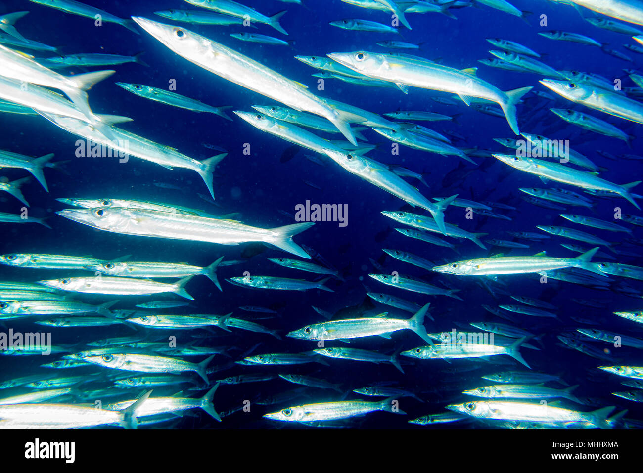 Barracuda Fish underwater close up portrait Stock Photo - Alamy