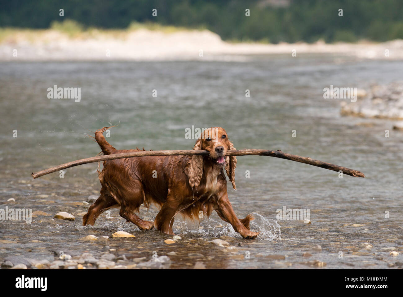 An english brown cocker spaniel running to you in the river water ...