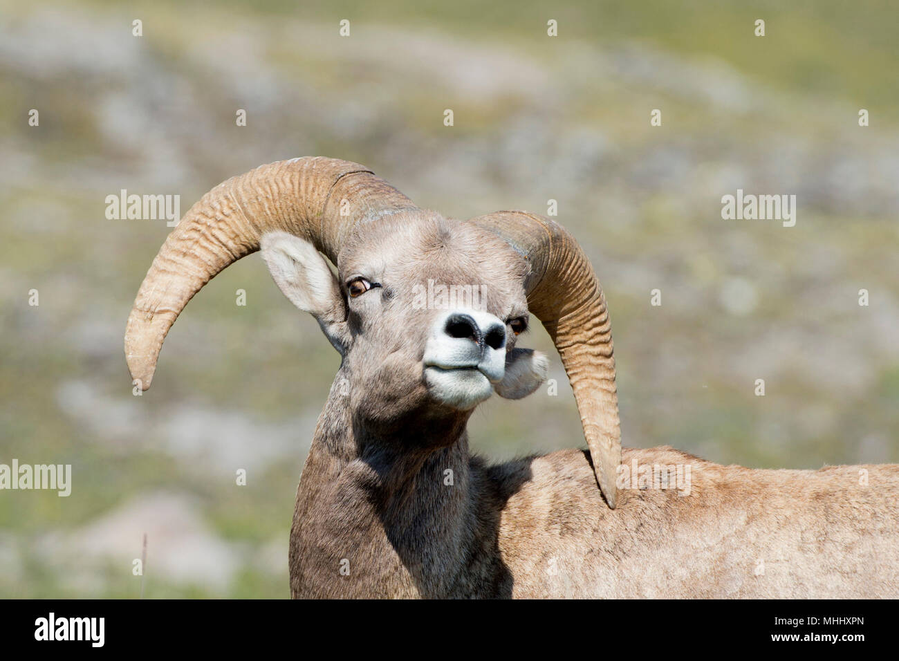 Big Horn Ovis canadensis portrait Stock Photo - Alamy