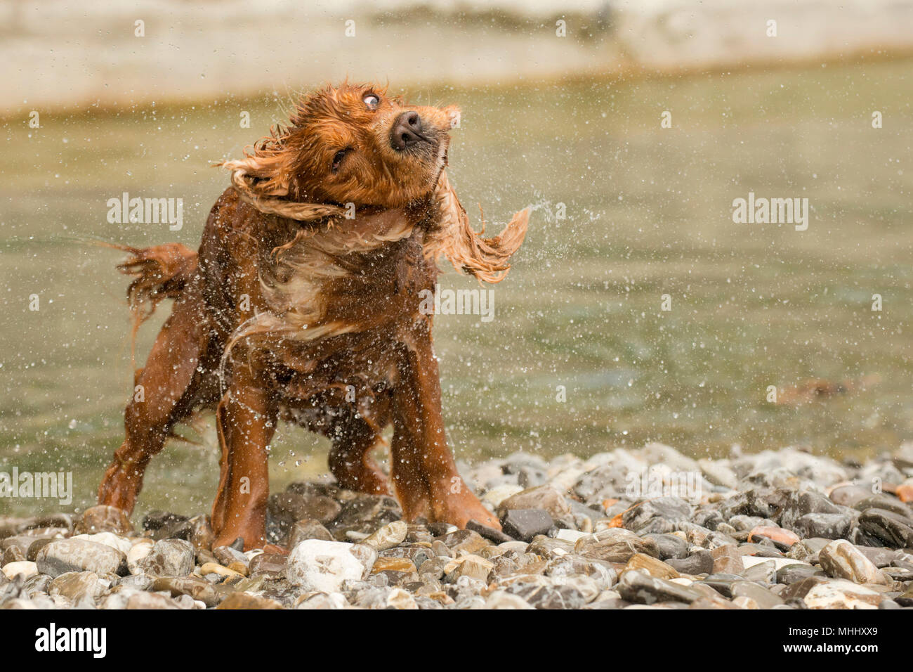 English cocker spaniel dog while squeezing Stock Photo - Alamy