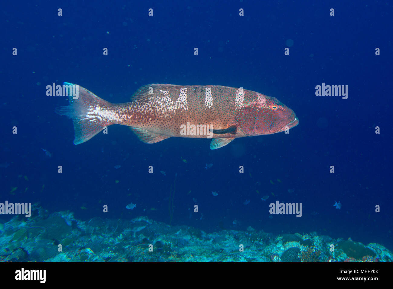 Oceanic colorful red grouper on the reef background Stock Photo - Alamy