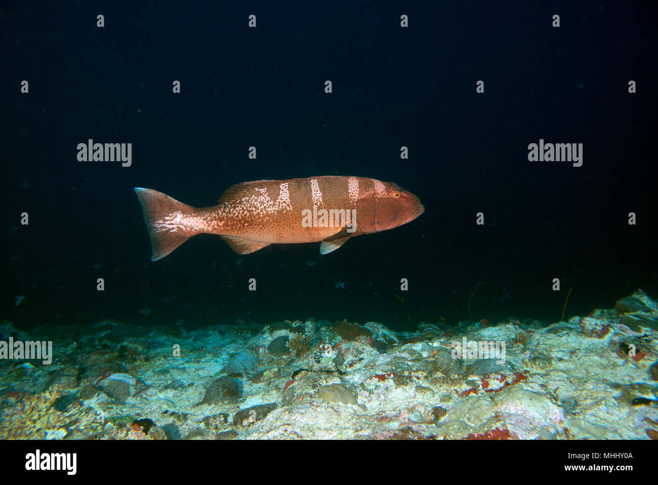 Oceanic colorful red grouper on the reef background Stock Photo - Alamy