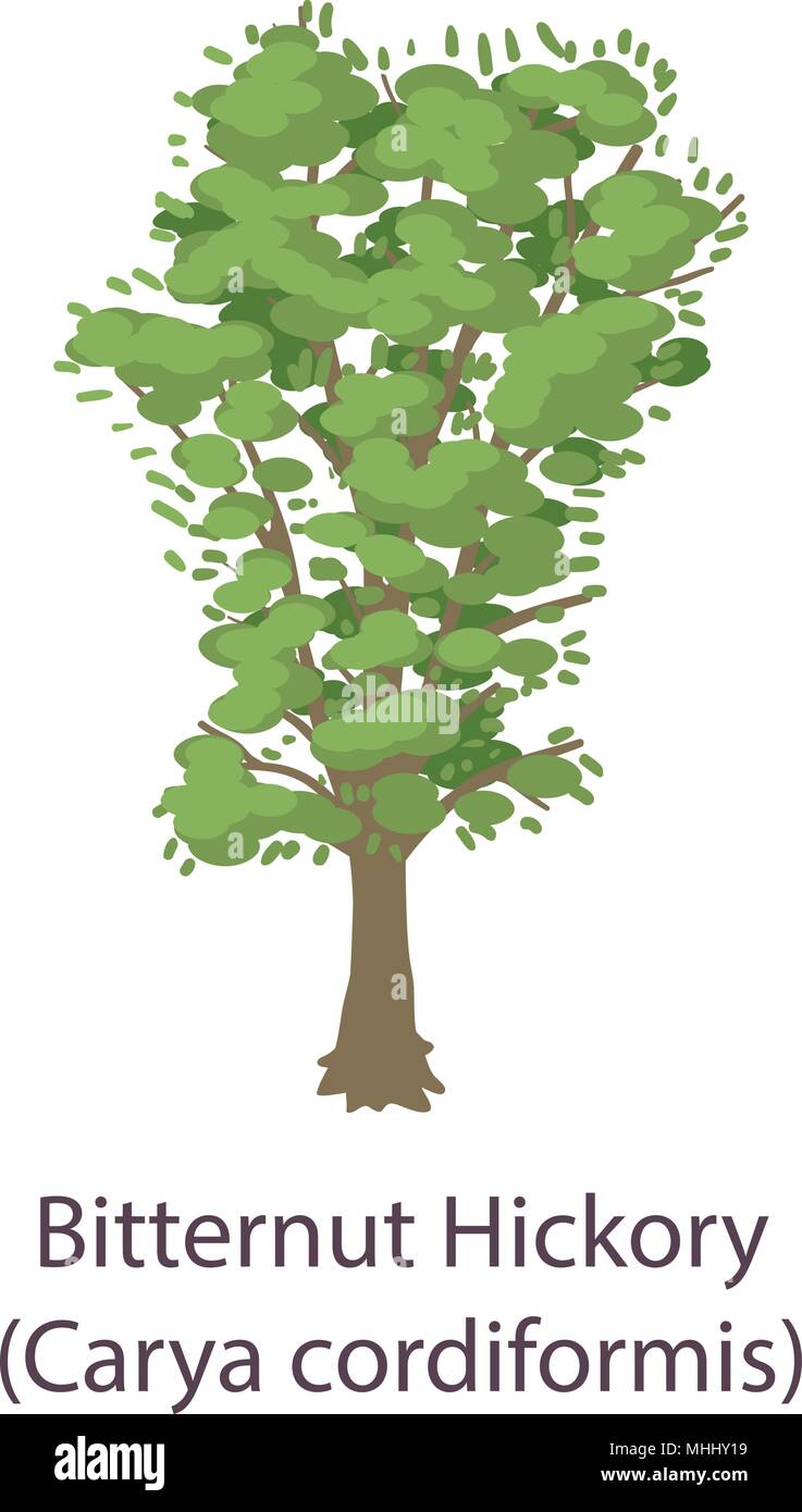 Hickory tree Stock Vector Images - Alamy