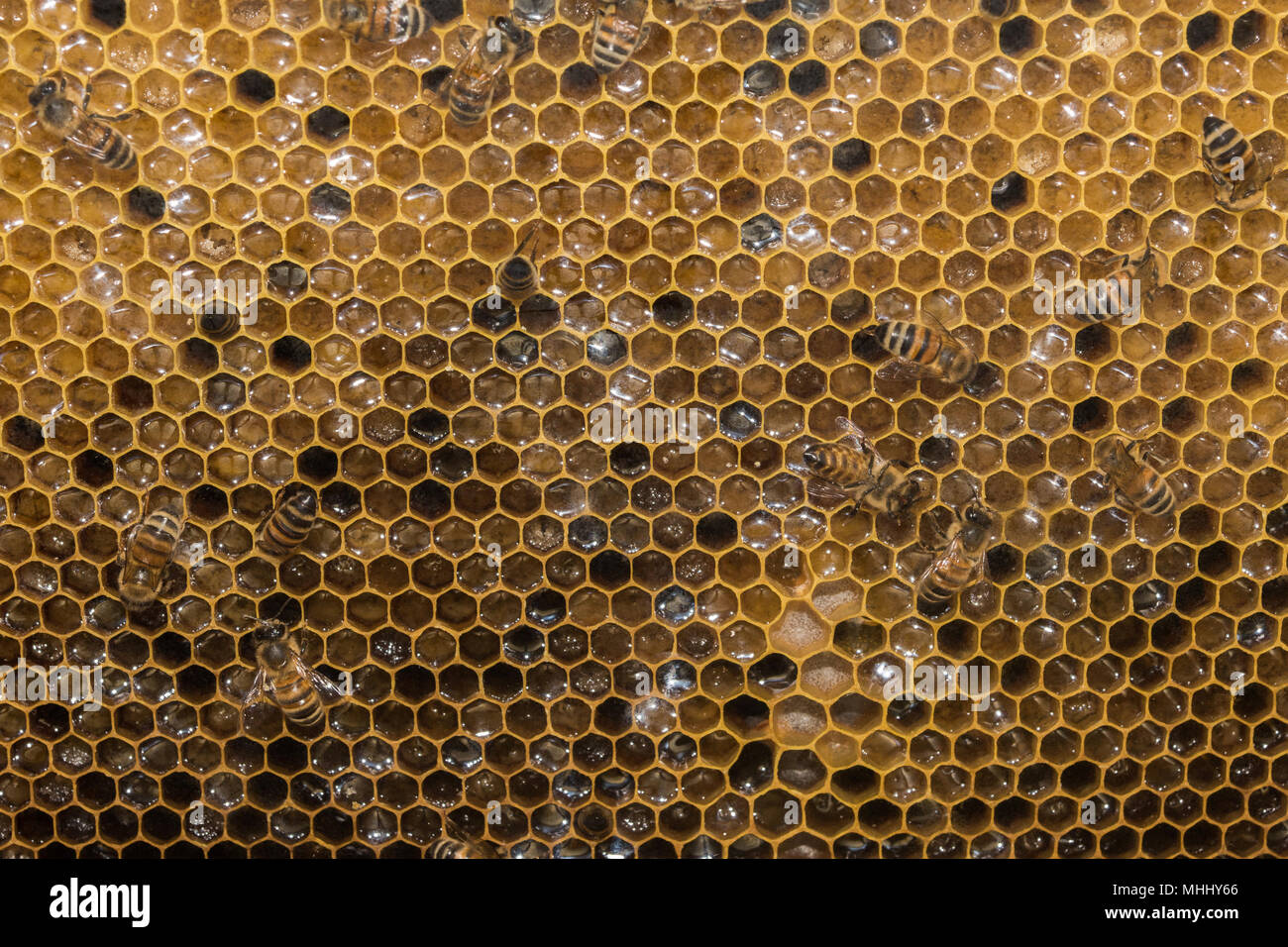 bees inside beehive while making honey detail Stock Photo - Alamy