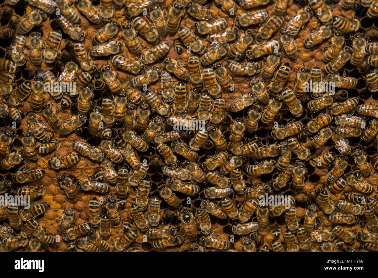 Bees inside beehive queen hi-res stock photography and images - Alamy
