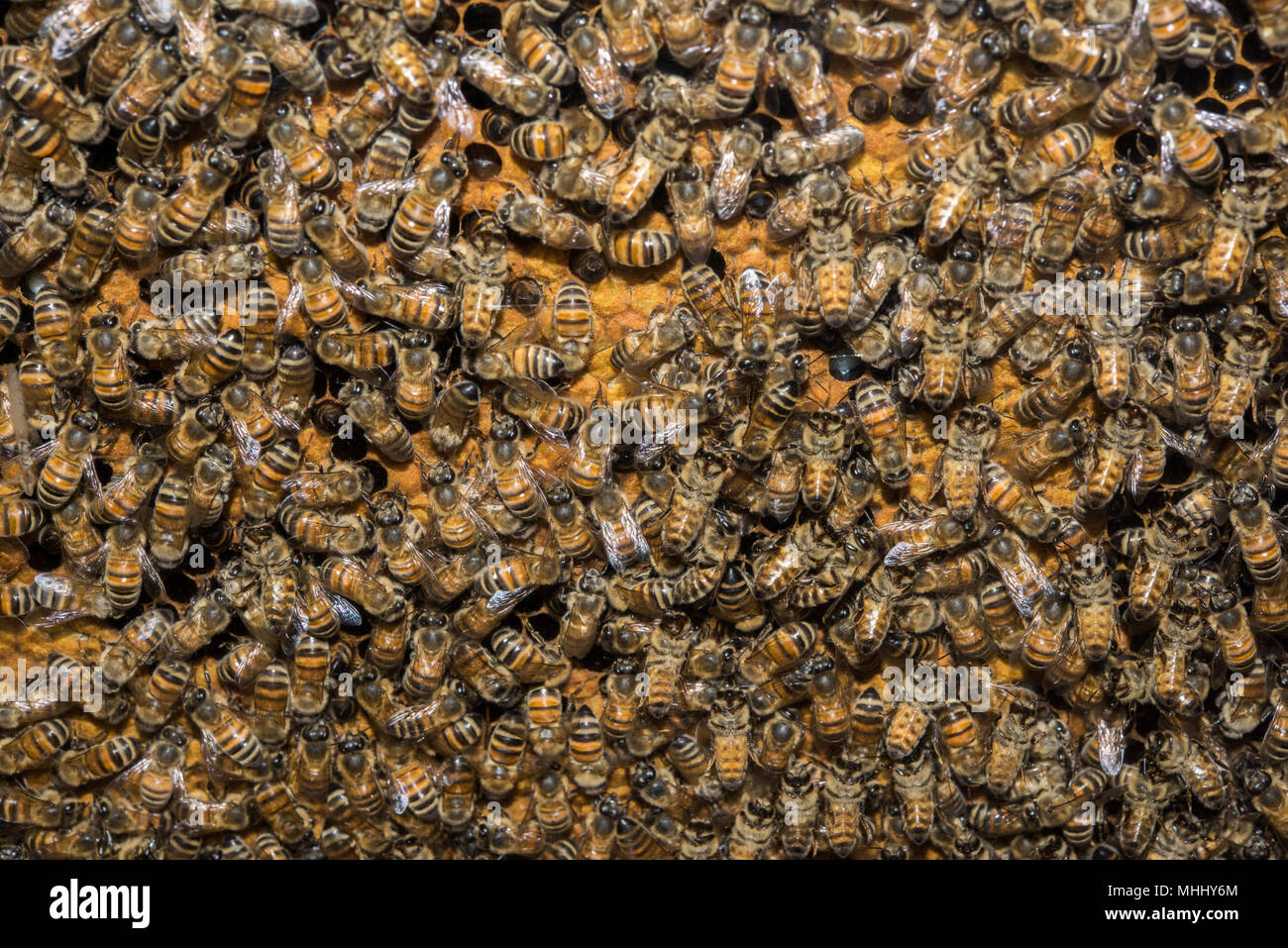 Bees inside beehive queen hi-res stock photography and images - Alamy