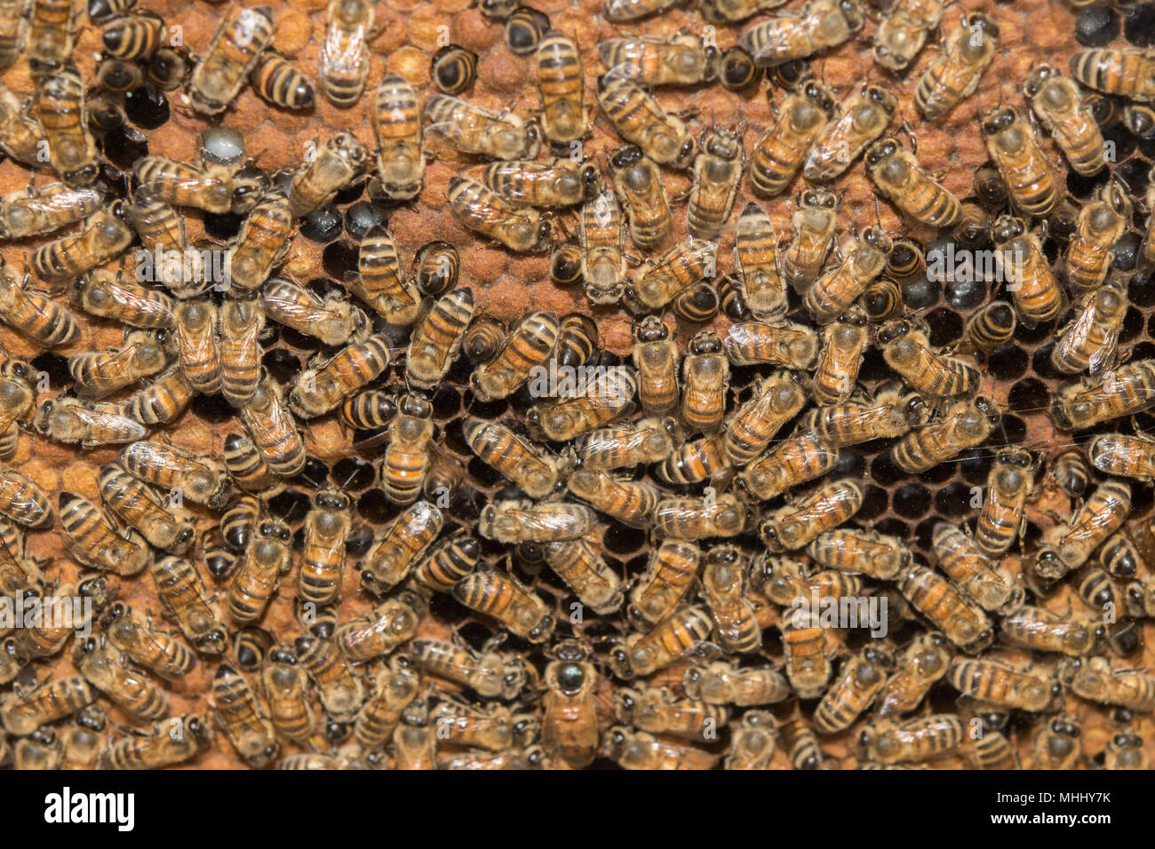 bees inside beehive while making honey detail Stock Photo - Alamy