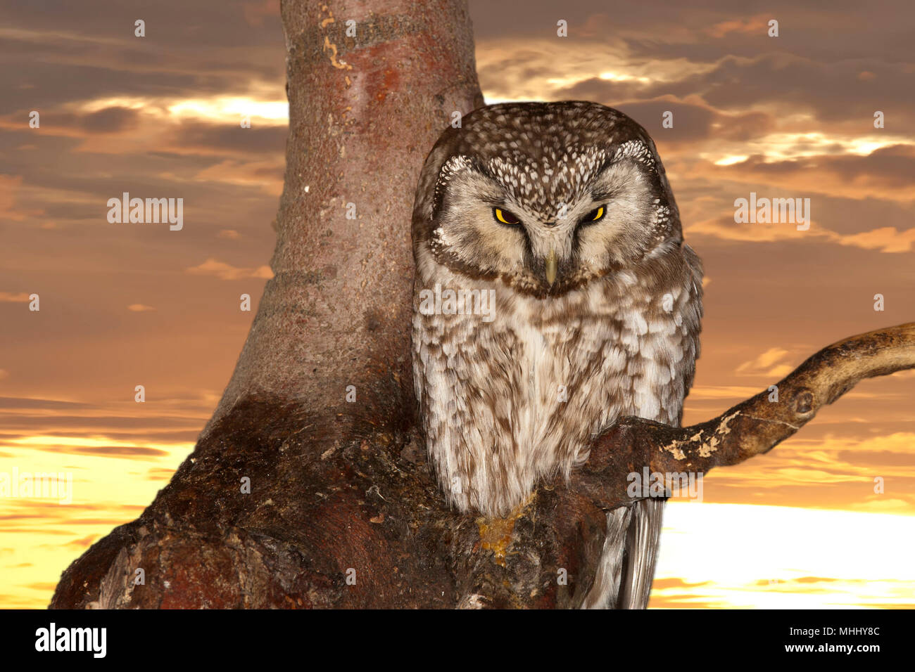 Yelllow background hi-res stock photography and images - Alamy