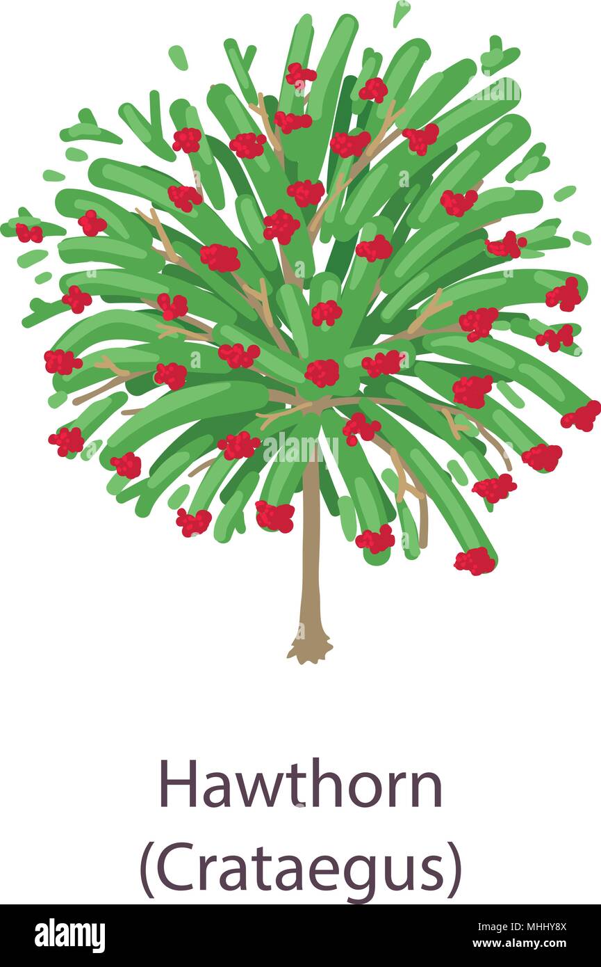 Winter hawthorn tree Stock Vector Images - Alamy