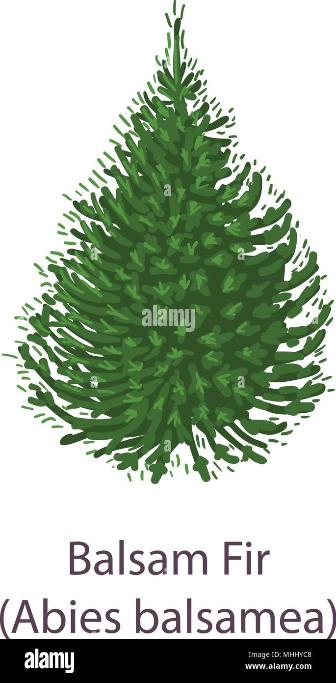 Balsam tree Stock Vector Images - Alamy
