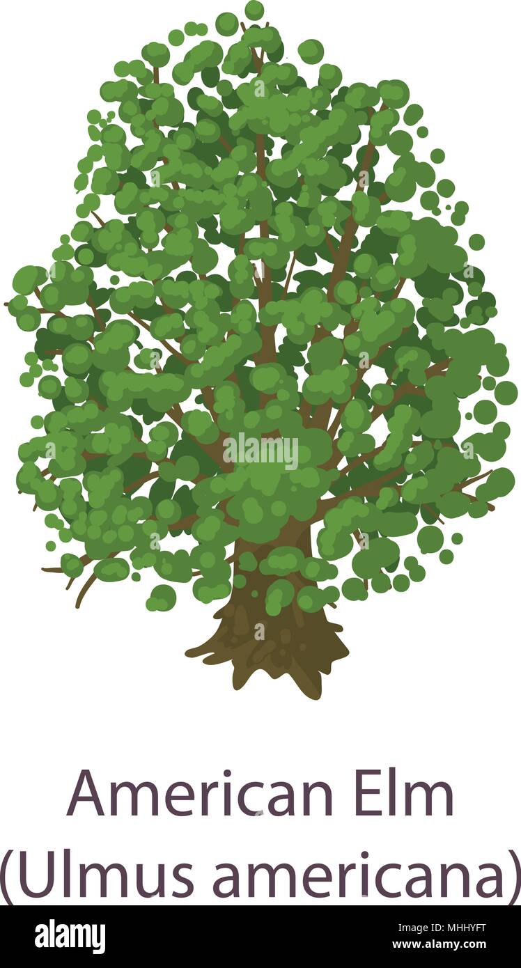 American elm icon, flat style Stock Vector Image & Art - Alamy