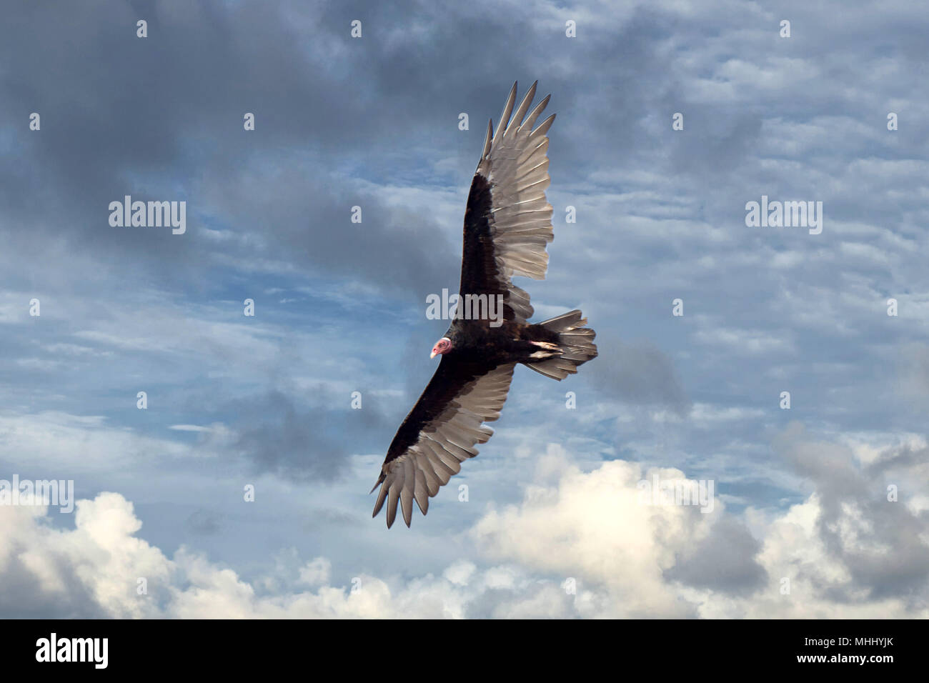 patagonia condor vulture buzzard flying in the deep blue sky Stock ...