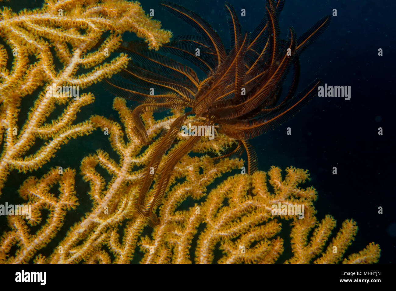 A colorful soft yellow and black crinoid coral macro in Cebu ...