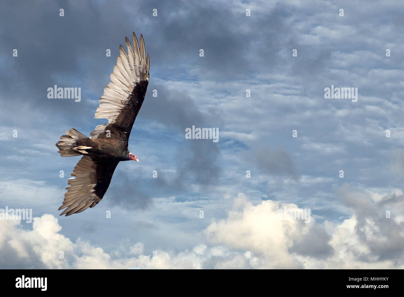 patagonia condor vulture buzzard flying in the deep blue sky Stock ...