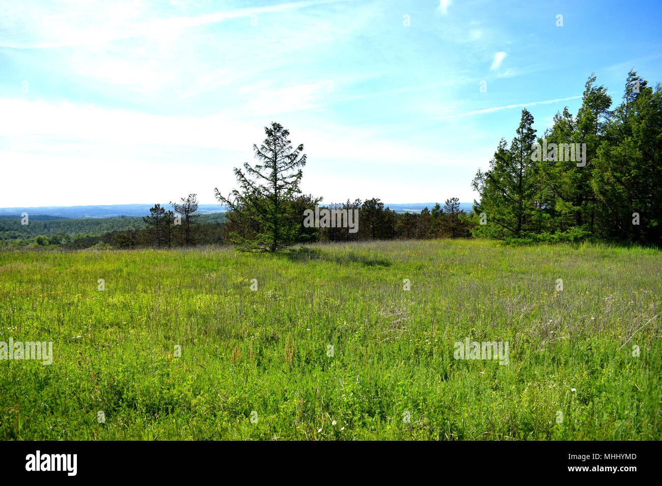 Daisy scene hi-res stock photography and images - Alamy