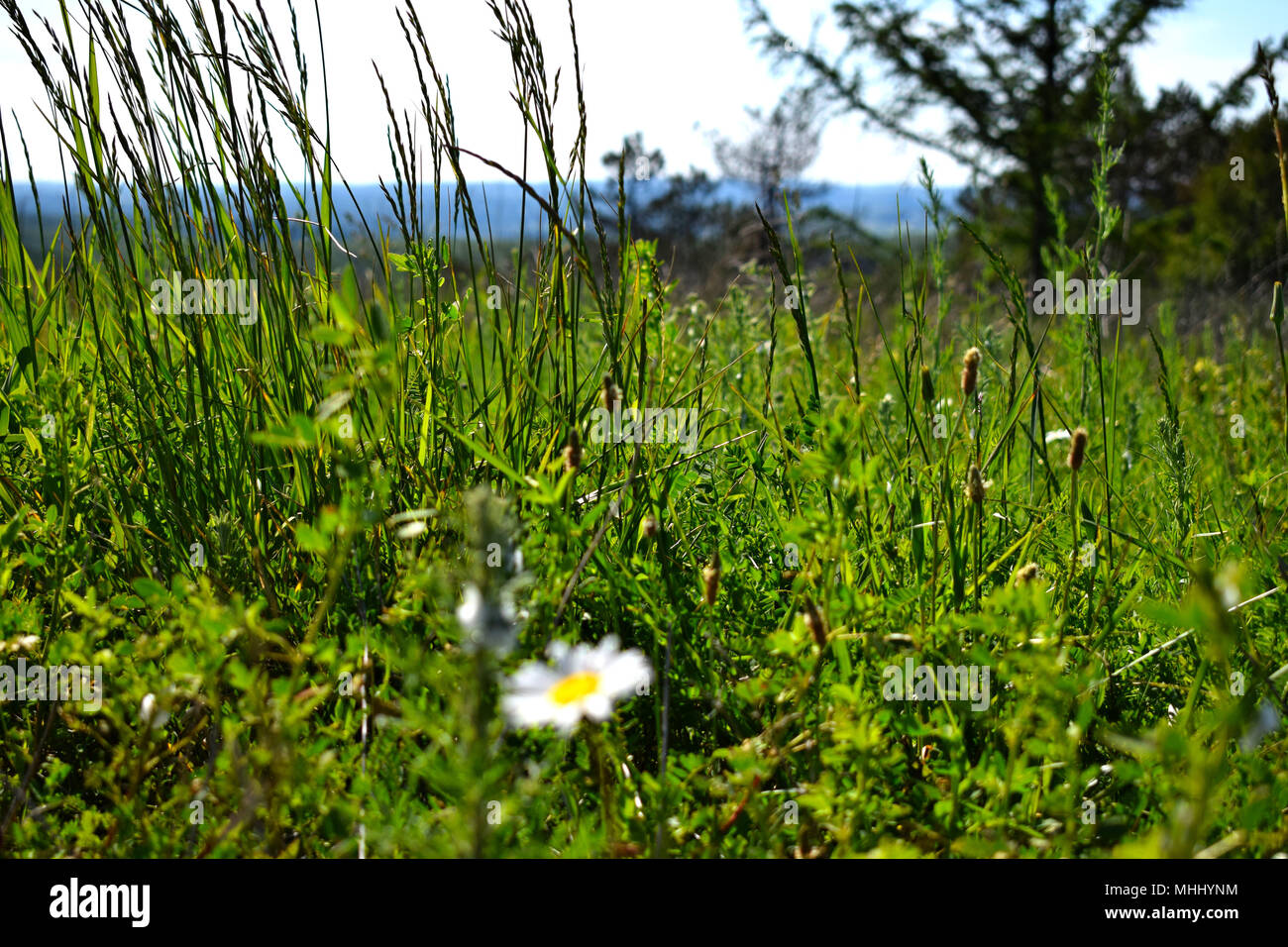 Daisy scene hi-res stock photography and images - Alamy