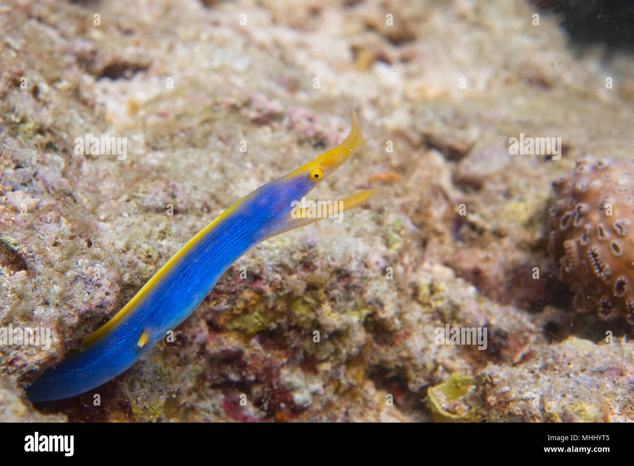 A yellow and blue eel moray in Sipadan, Borneo, Malaysia Stock Photo ...