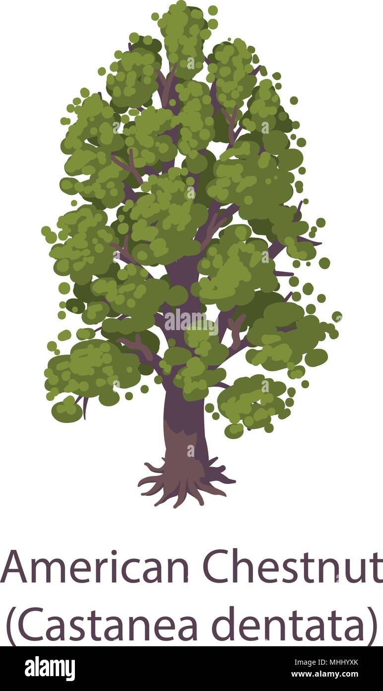 American chestnut tree isolated Stock Vector Images - Alamy