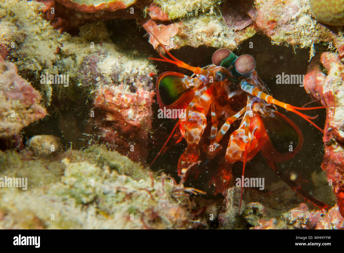 A colorful mantis shrimp looking at you macro in Cebu Philippines Stock ...