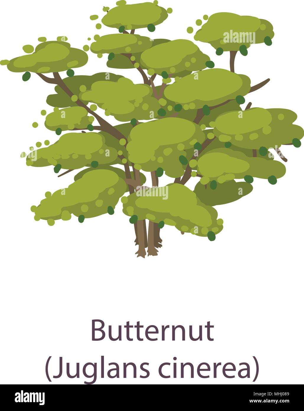 Butternut wood Stock Vector Images - Alamy