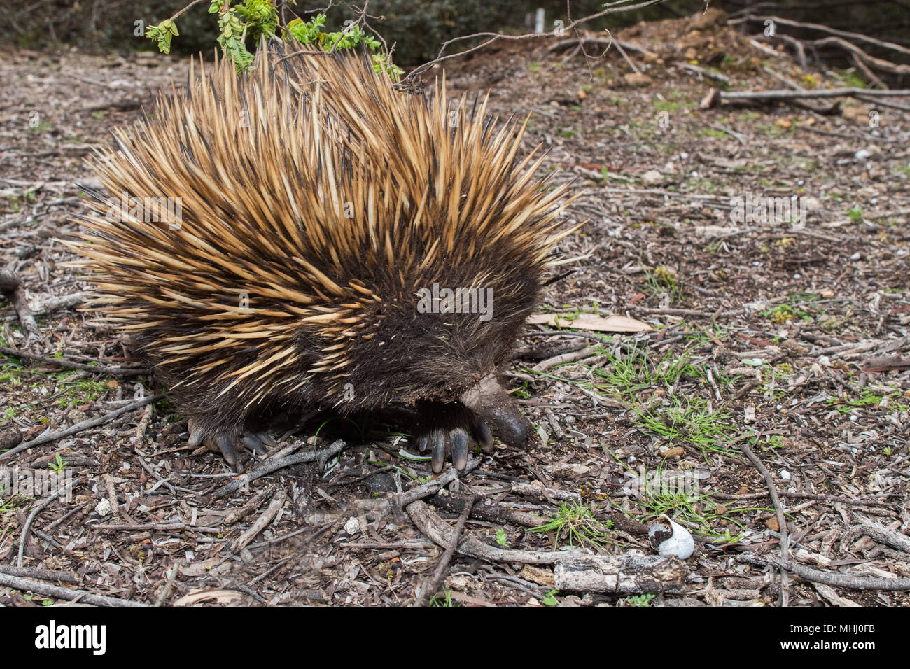 Echidna australian endemic animal close up portrait Stock Photo - Alamy