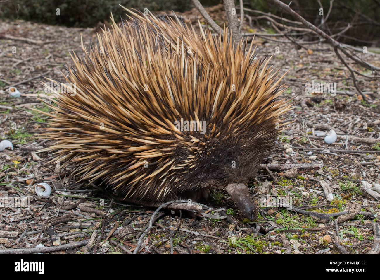 Echidna australian endemic animal close up portrait Stock Photo - Alamy