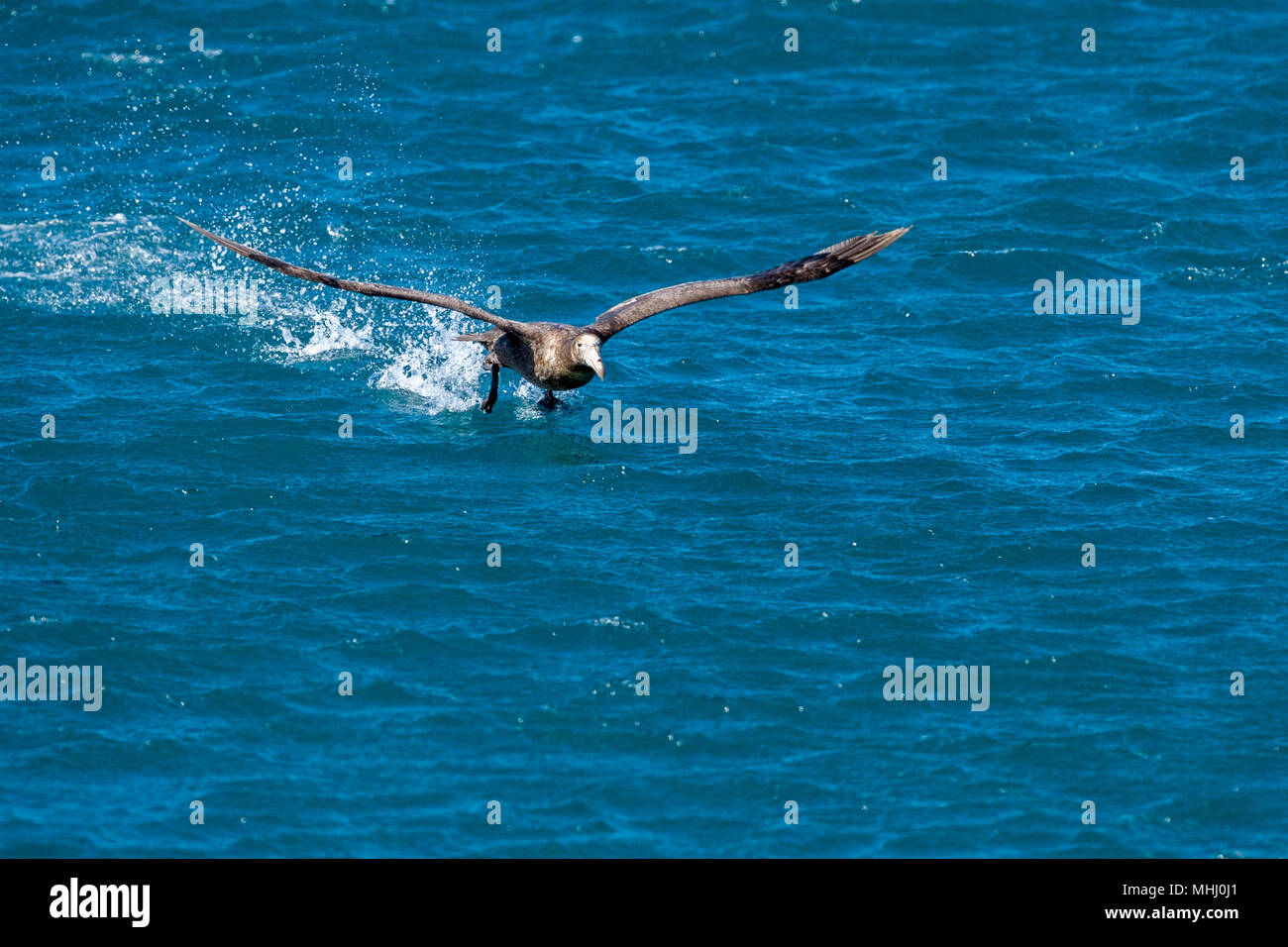 argentina patagonia petrel bird close up portrait in fly Stock Photo ...
