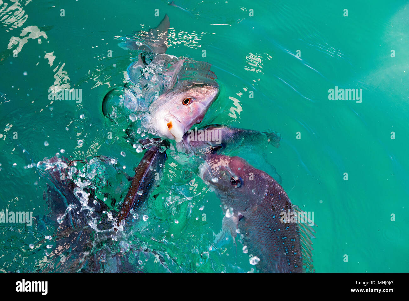 red snappers fish while eating on sea surface Stock Photo - Alamy