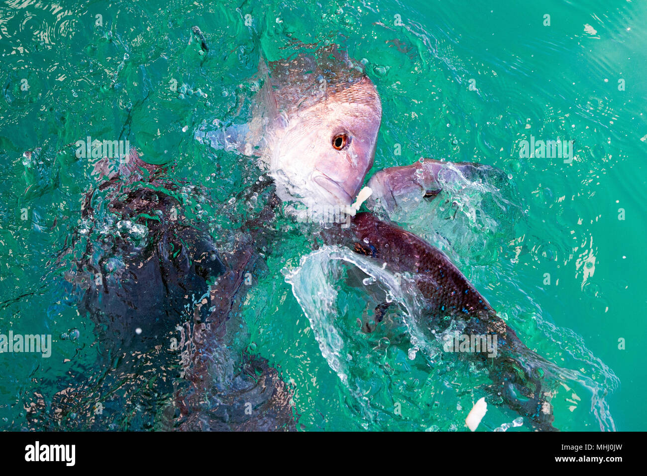 red snappers fish while eating on sea surface Stock Photo - Alamy