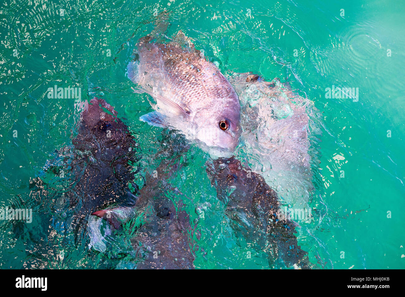 red snappers fish while eating on sea surface Stock Photo - Alamy