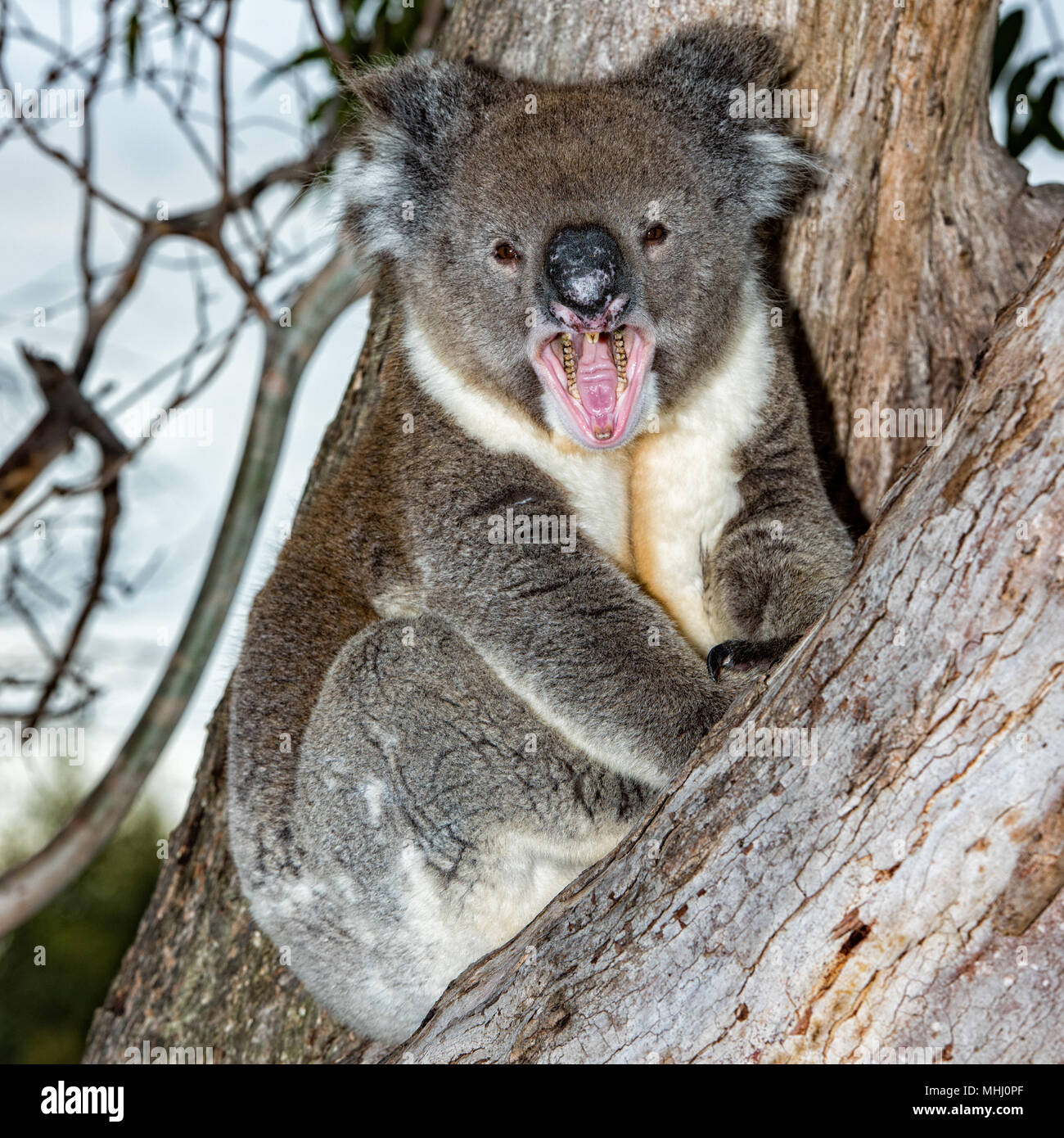 Wild koala on a tree portrait Stock Photo - Alamy