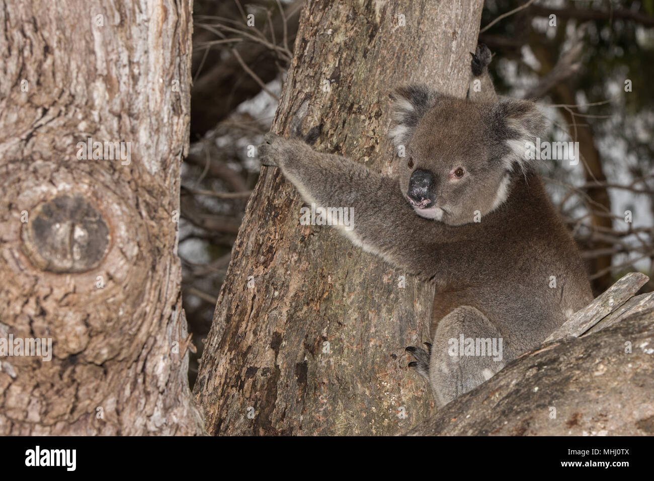 Wild koala on a tree portrait Stock Photo - Alamy