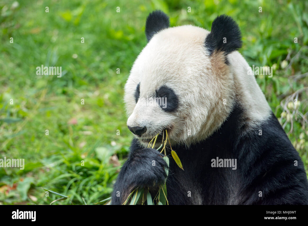 giant panda while eating bamboo close up portrait Stock Photo - Alamy